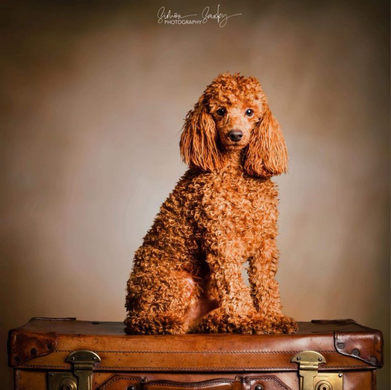 Our Stud Dogs - Woof & Ready