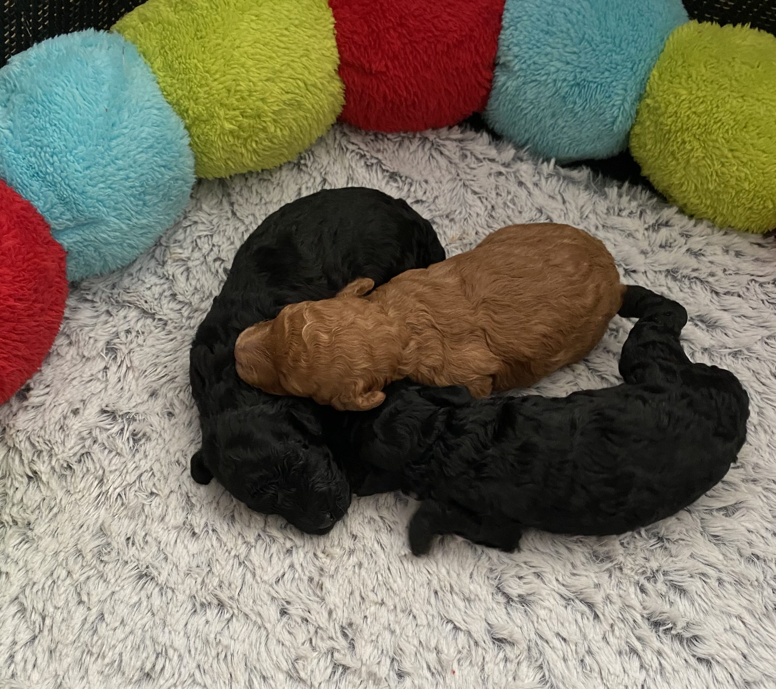 Homepage - Woof & Ready