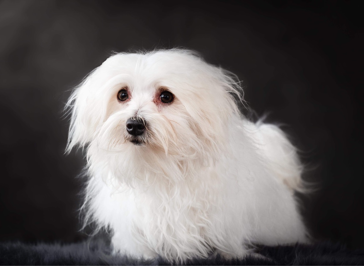Homepage - Woof & Ready