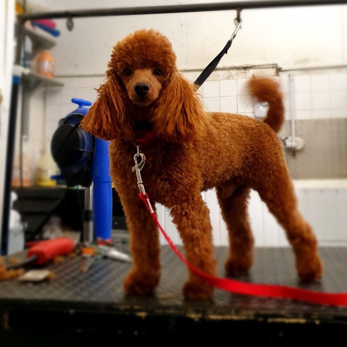 Homepage - Woof & Ready