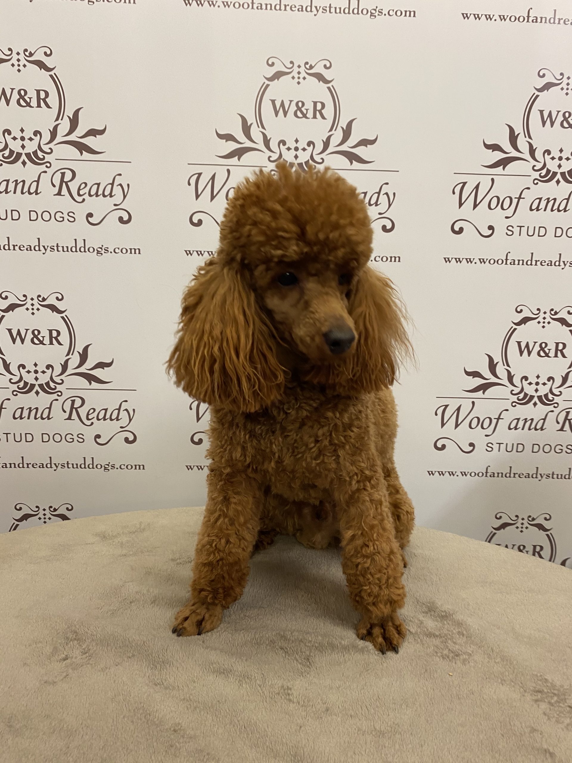 Homepage - Woof & Ready