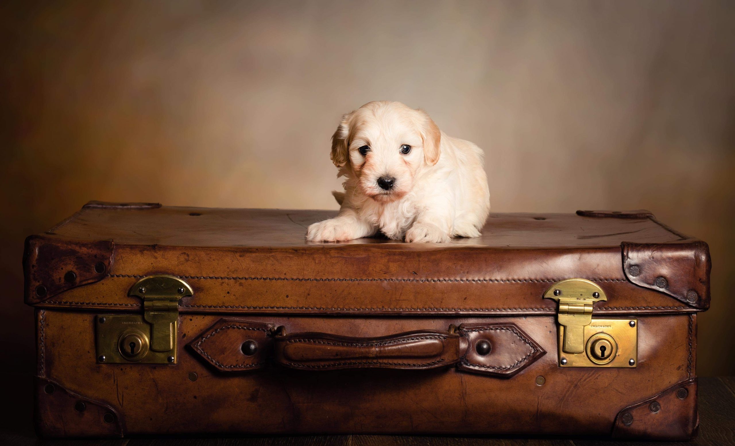 Homepage - Woof & Ready