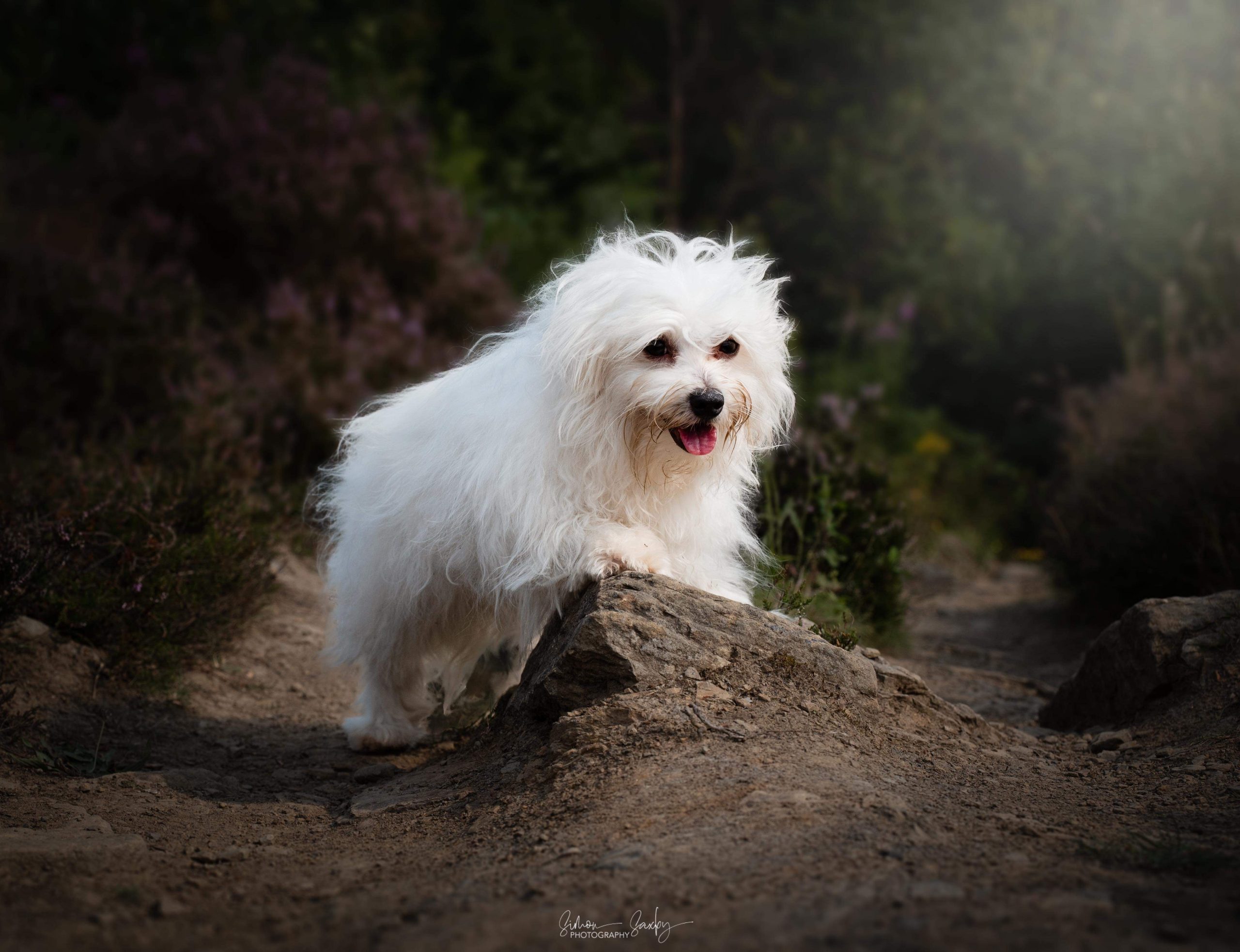 Homepage - Woof & Ready