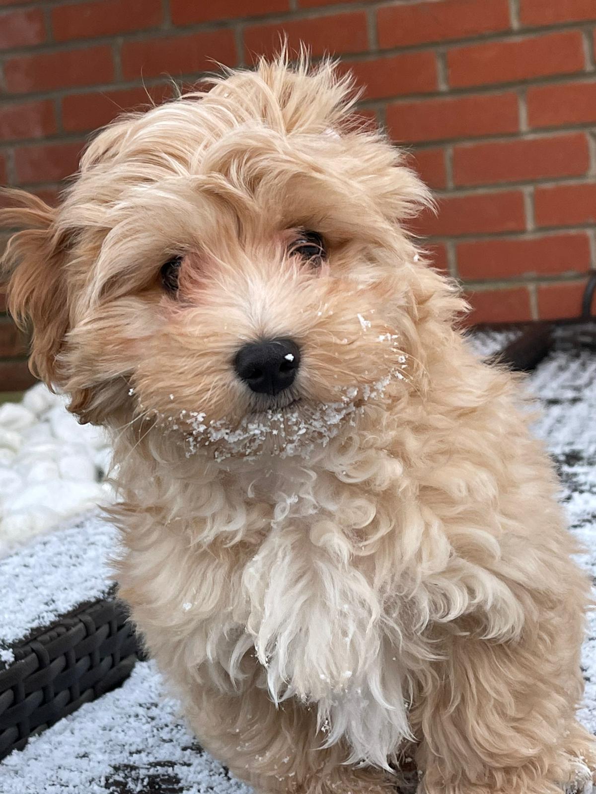 Our Stud Dogs - Woof & Ready