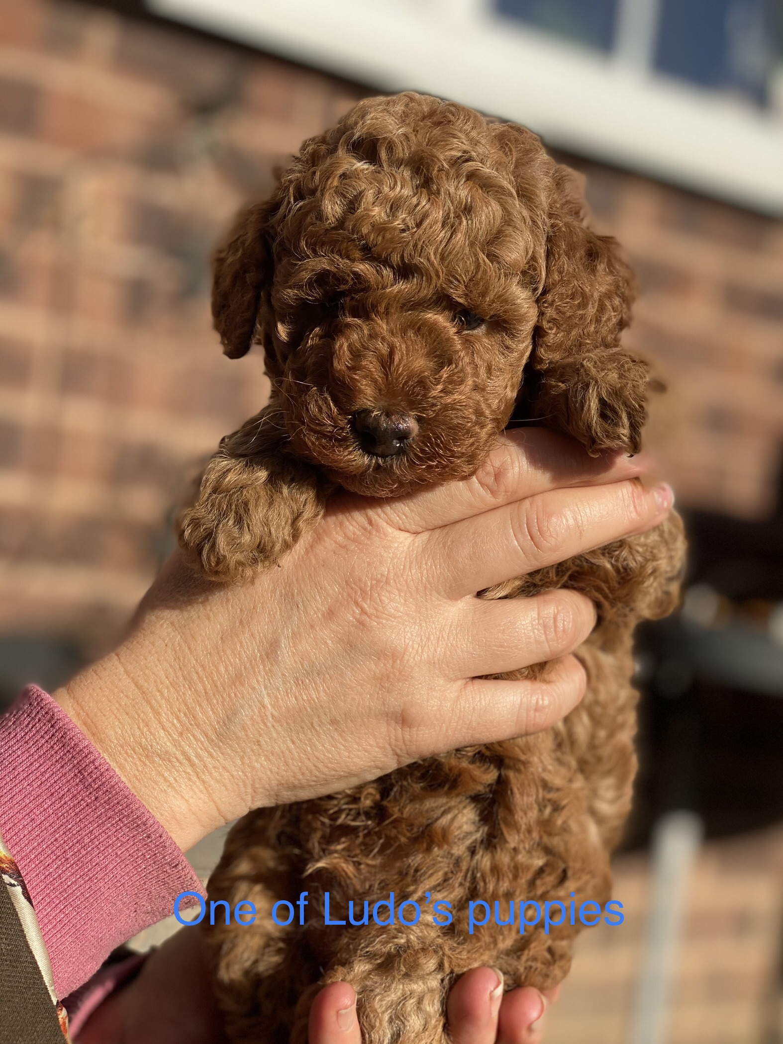 Our Stud Dogs - Woof & Ready