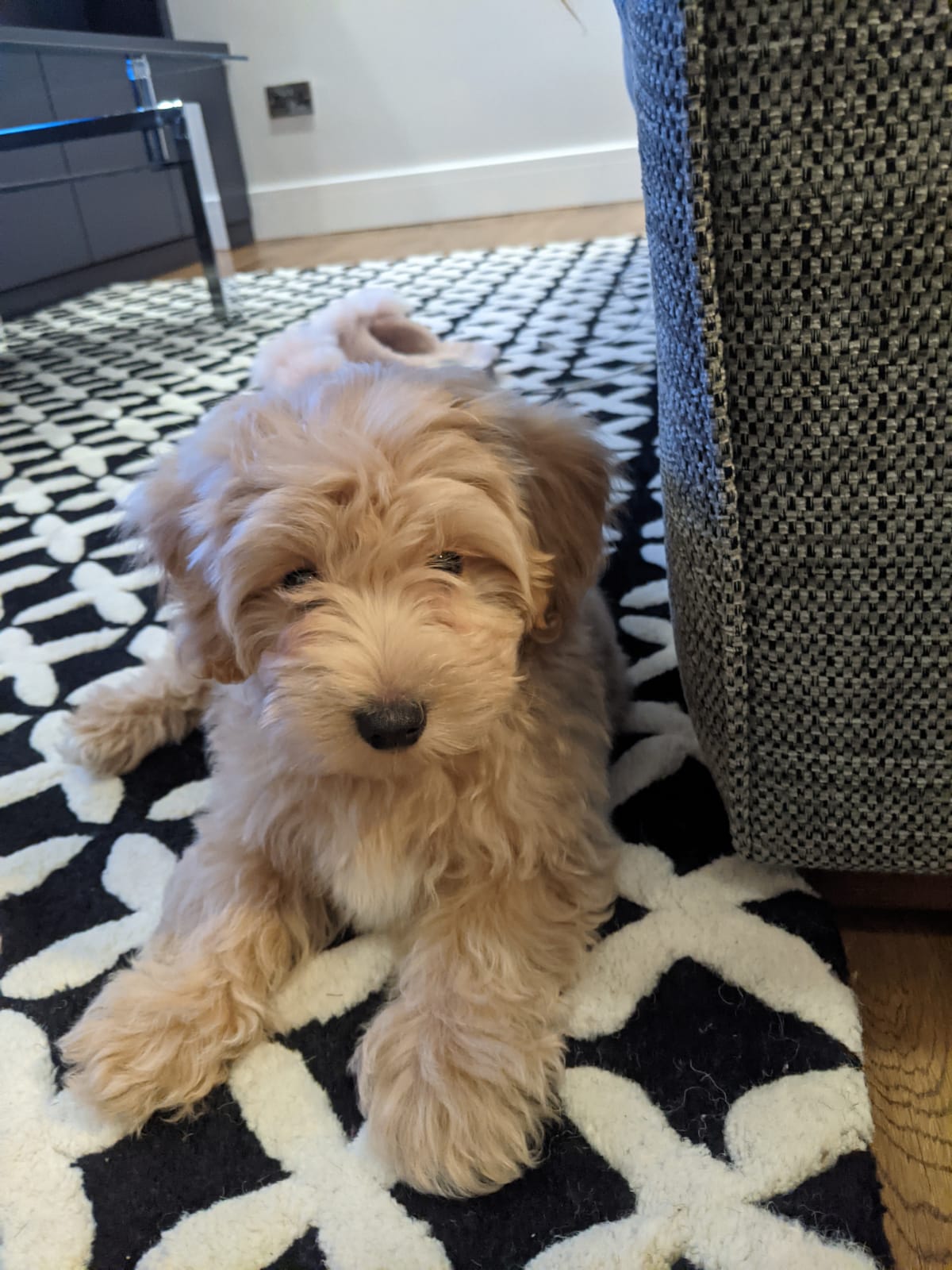 Domino Puppies - Woof & Ready