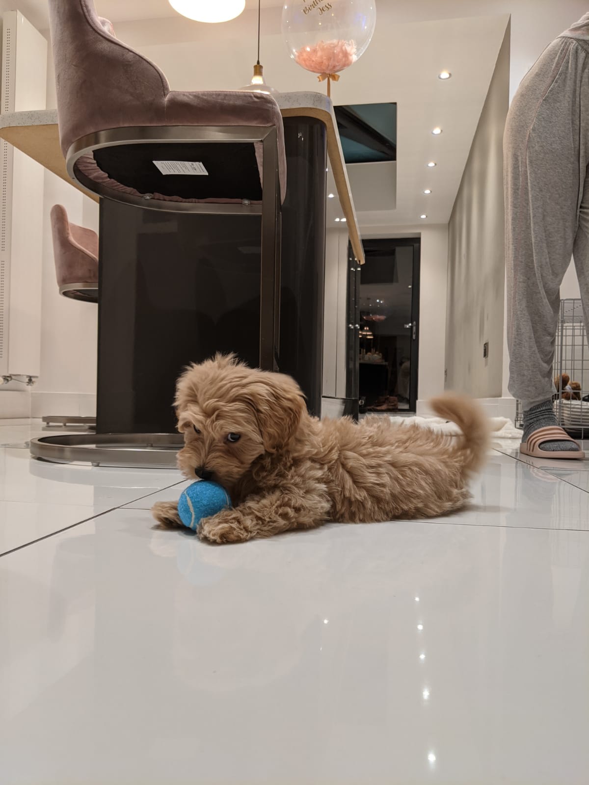 Homepage - Woof & Ready