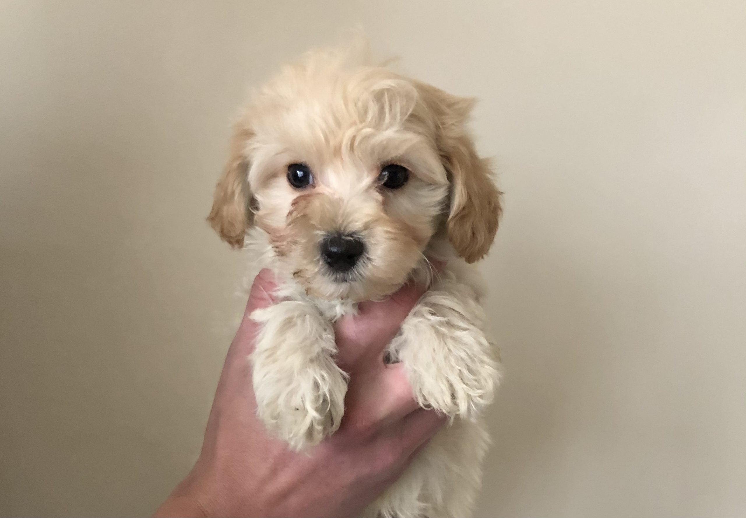 Homepage - Woof & Ready