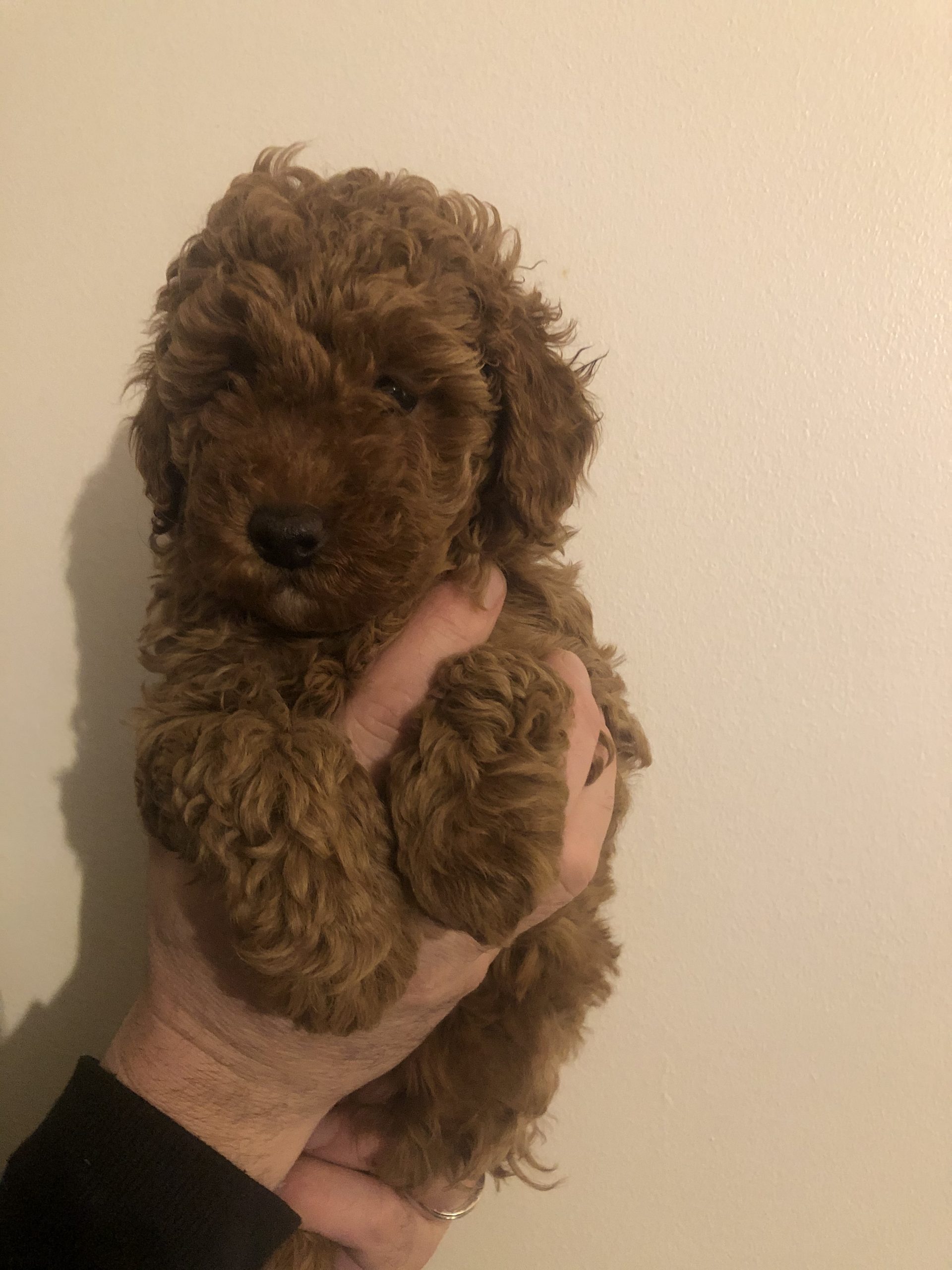 Gallery - Woof & Ready