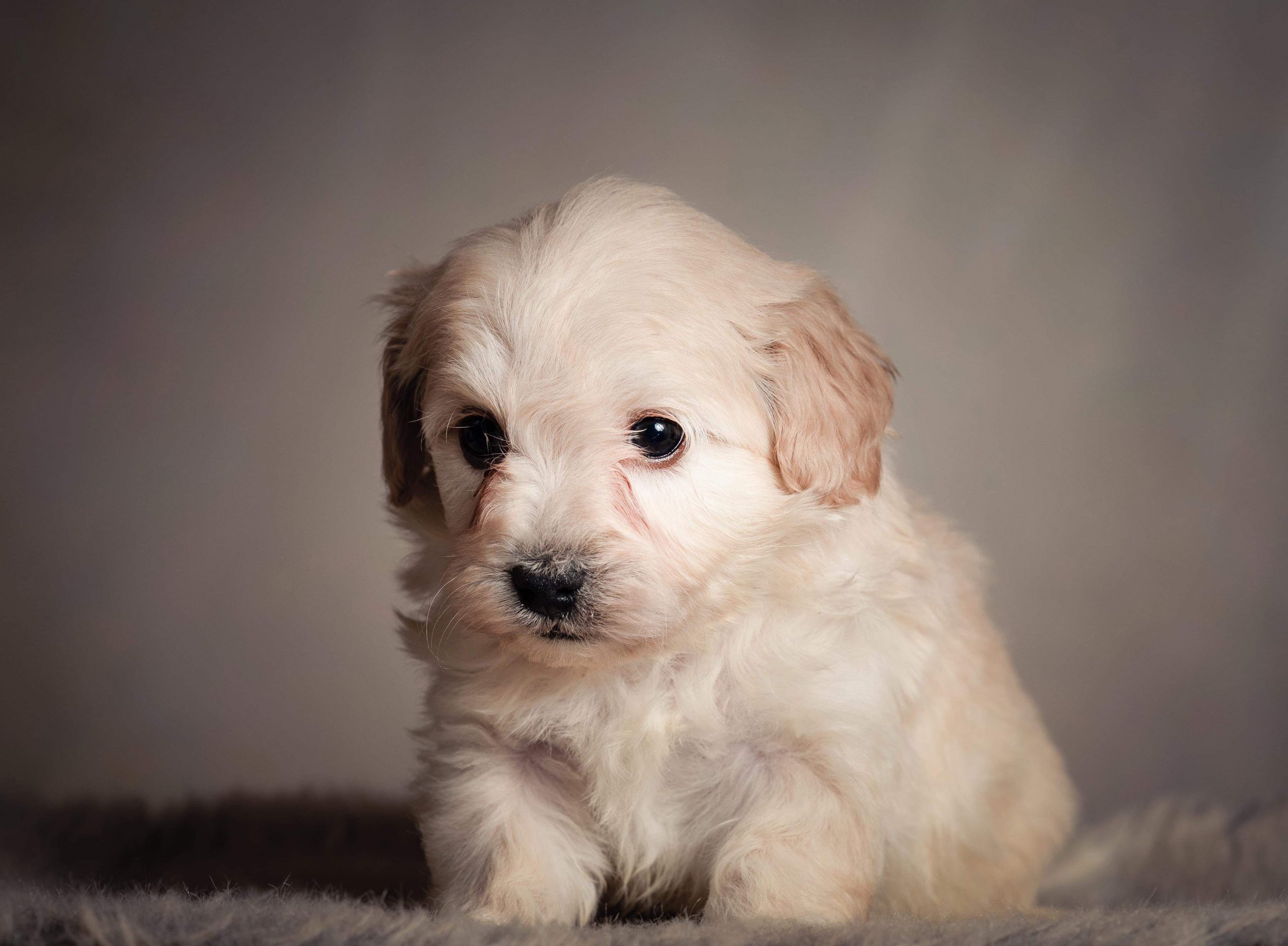 Homepage - Woof & Ready