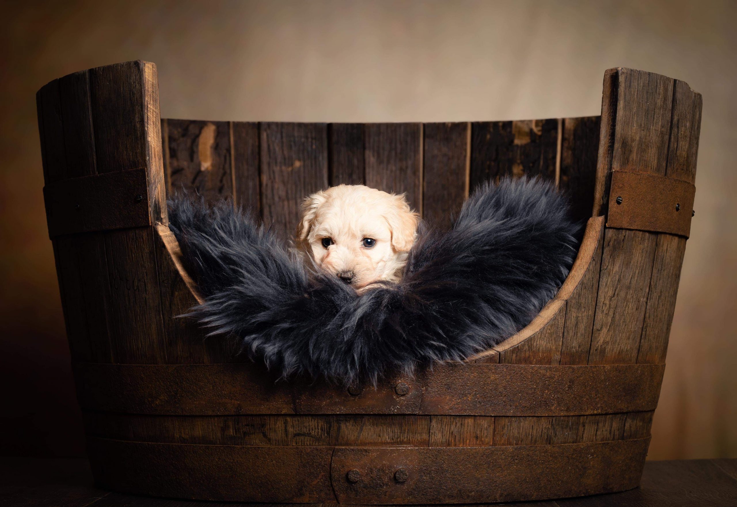 Gallery - Woof & Ready