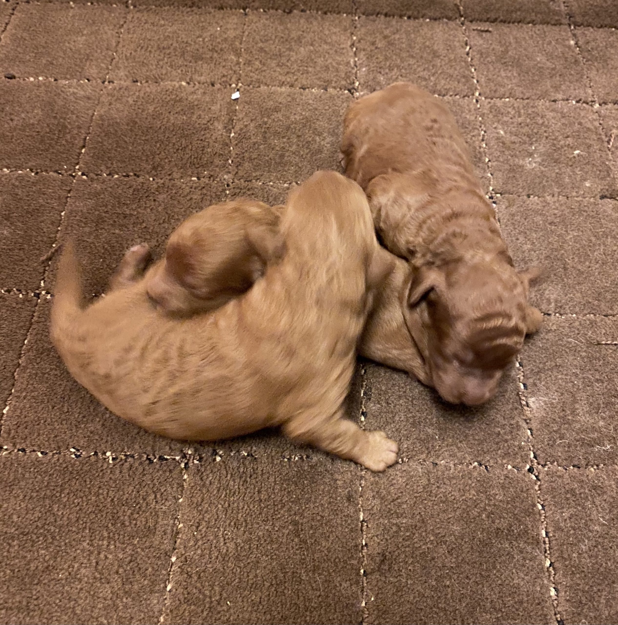 Homepage - Woof & Ready