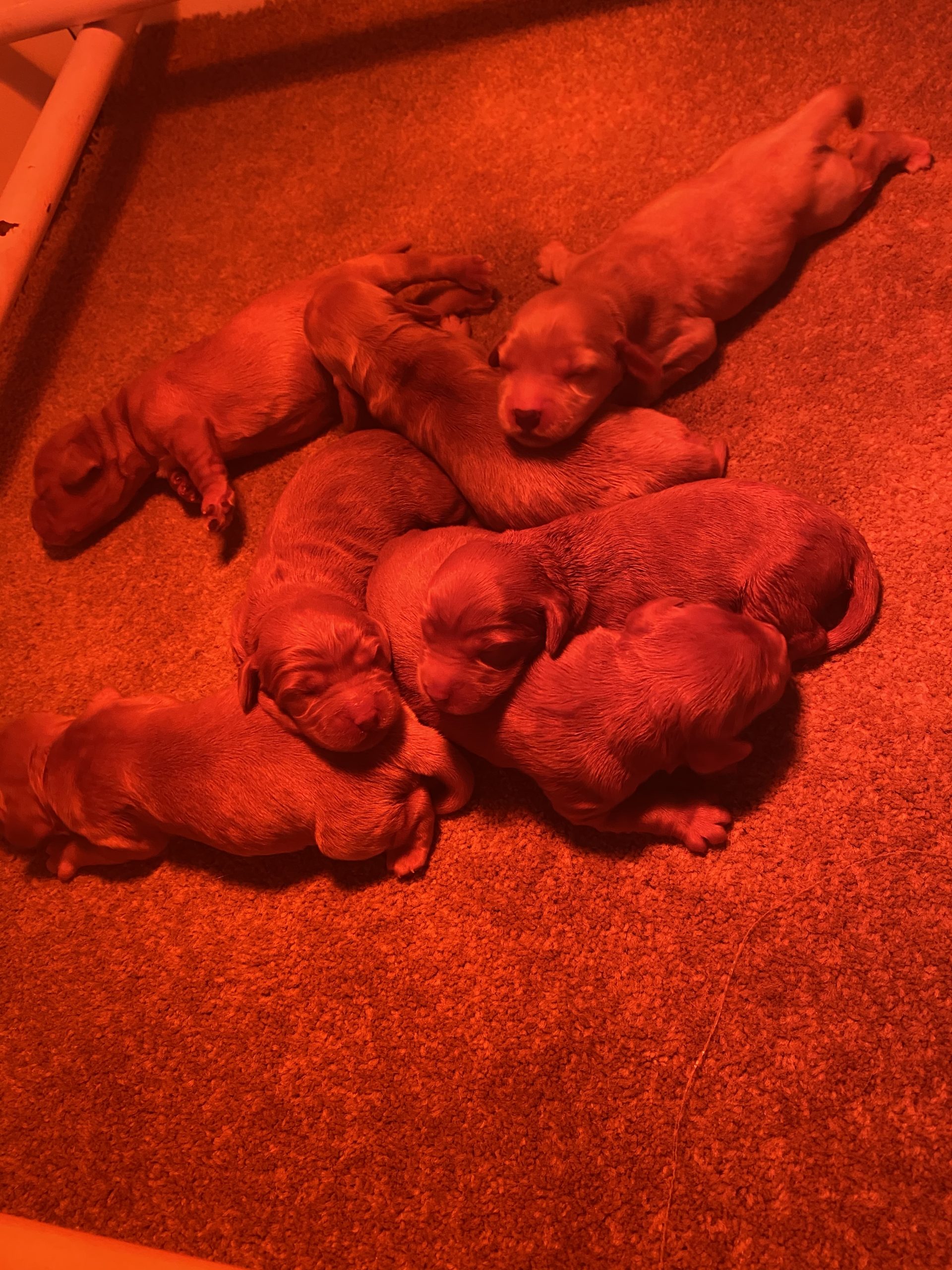 Homepage - Woof & Ready