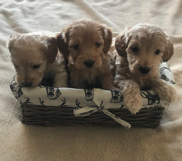 DOM PUPPY - Woof & Ready