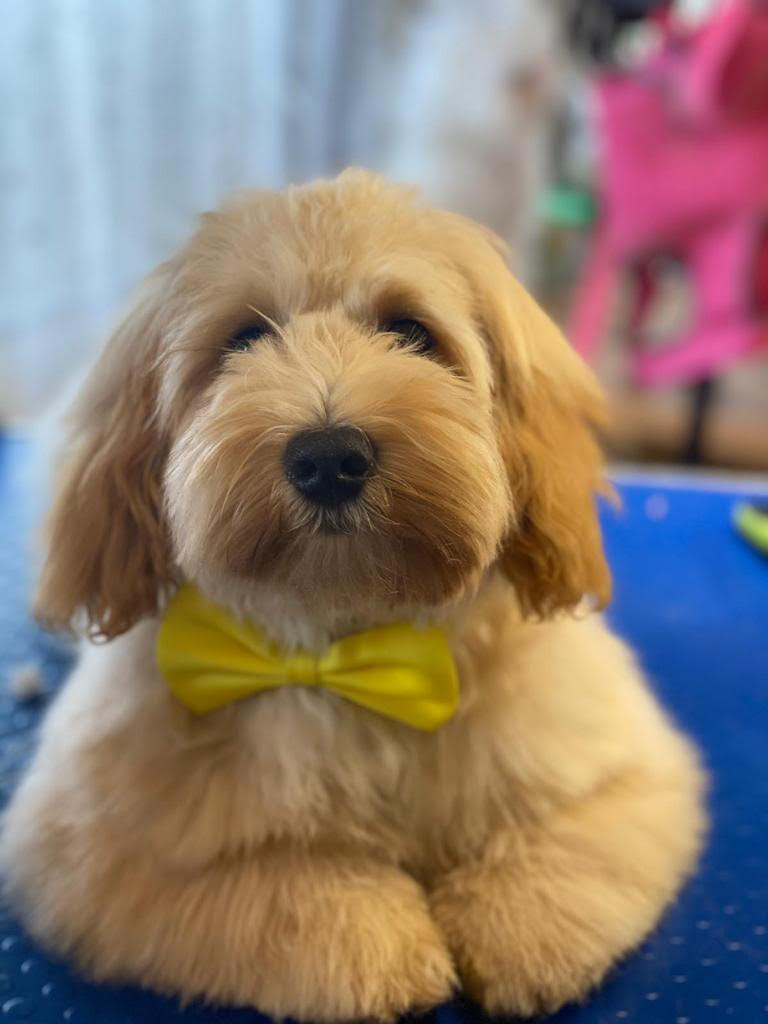 Domino pup 2525 - Woof & Ready