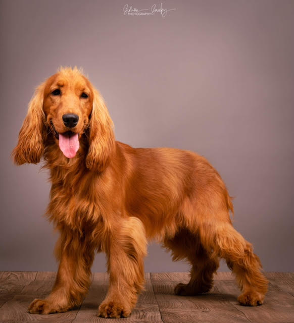 Homepage - Woof & Ready