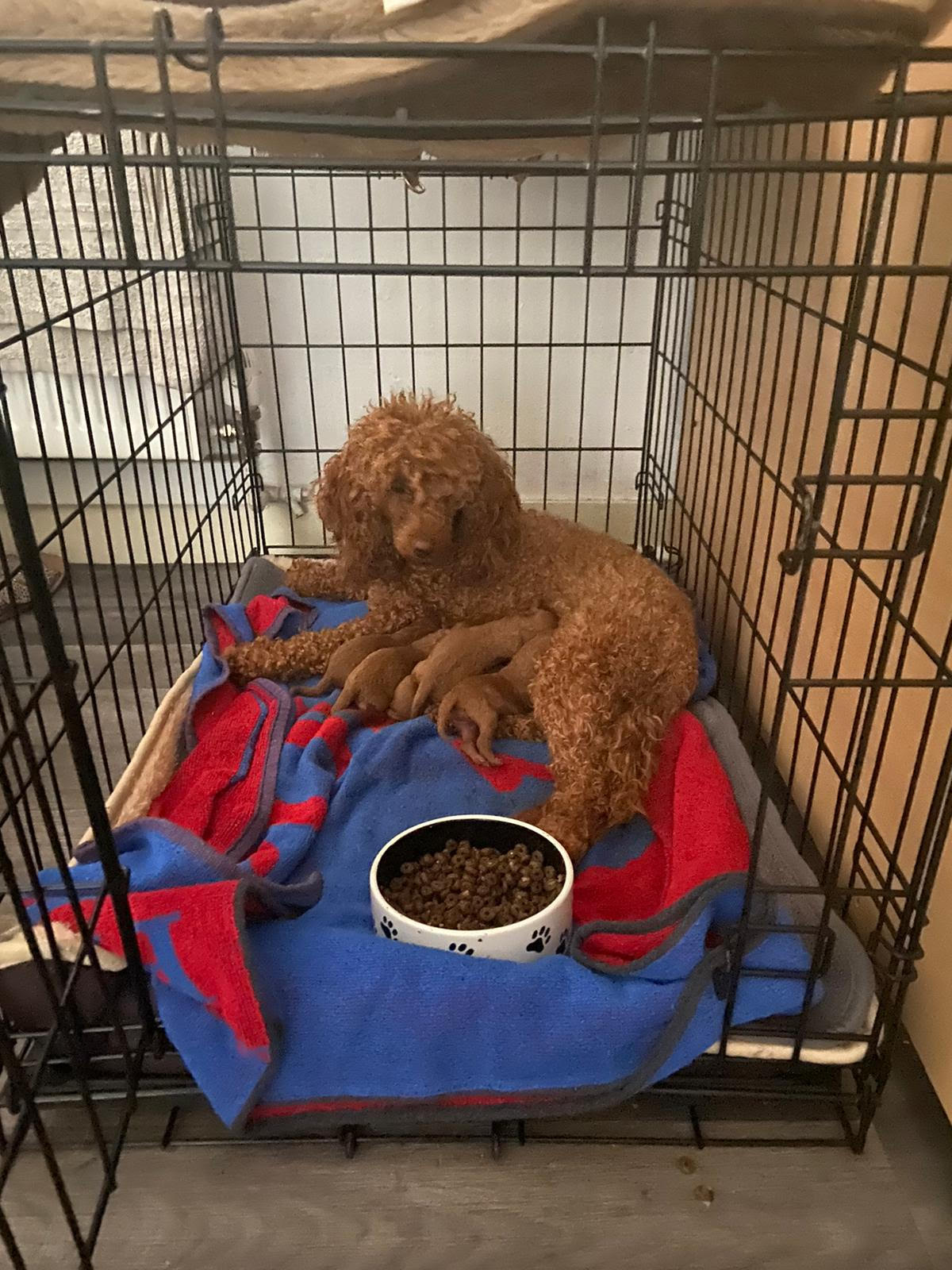 Kelly - Hull - Ludo - Aug 2021 - Woof & Ready