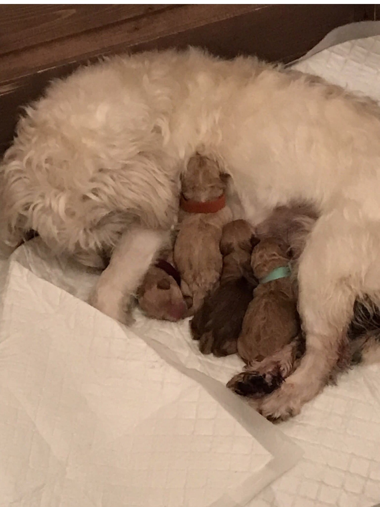 Homepage - Woof & Ready