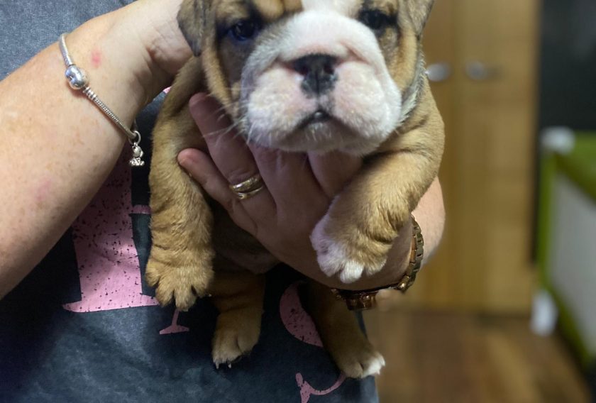 - Woof & Ready